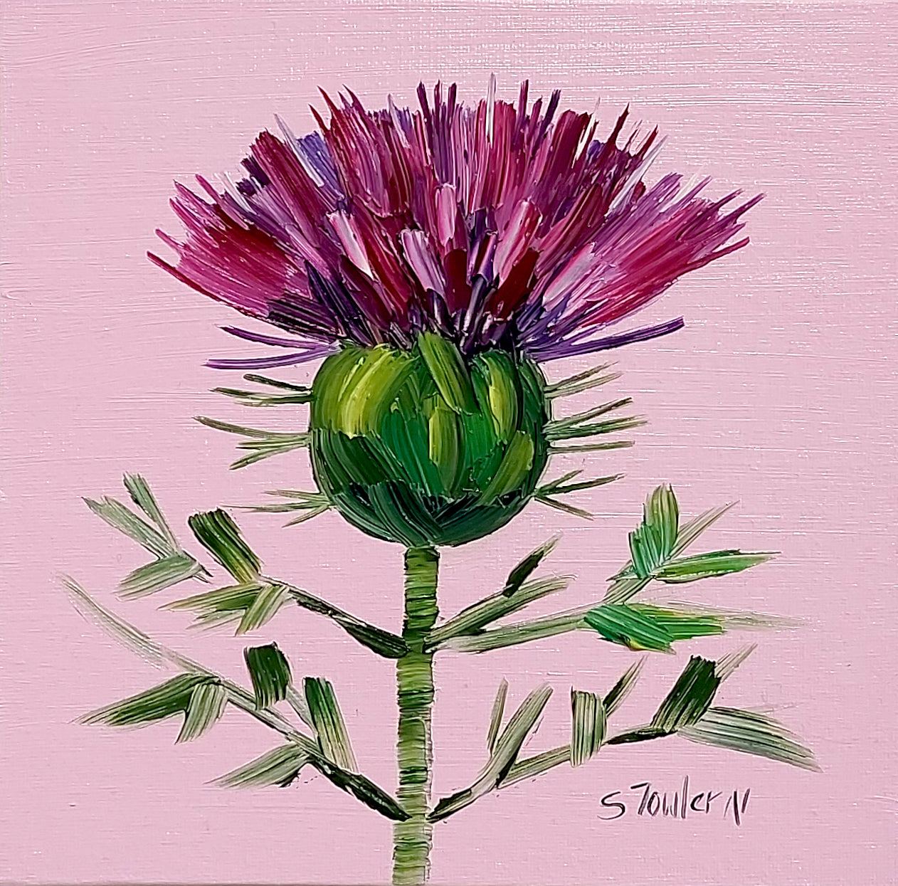 Sheila Fowler | Thistle on Pink – ScotlandArt Gallery